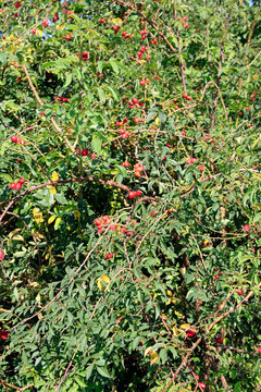 Hiffen bilder – Bläddra bland 318 stockfoton, vektorer och videor ...