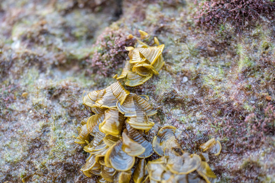 Padina Bilder – Durchsuchen 668 Archivfotos, Vektorgrafiken und Videos ...