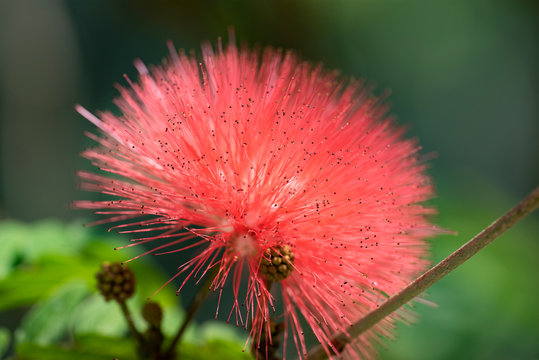 รูปภาพCalliandra – เลือกดูภาพถ่ายสต็อก เวกเตอร์ และวิดีโอ1,358 | Adobe ...