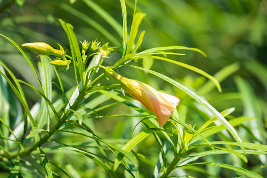 「Kaniara」の写真素材 | 46件の無料イラスト画像 | Adobe Stock