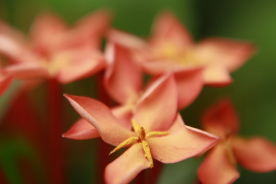 Tanea Images – Browse 26 Stock Photos, Vectors, and Video | Adobe Stock