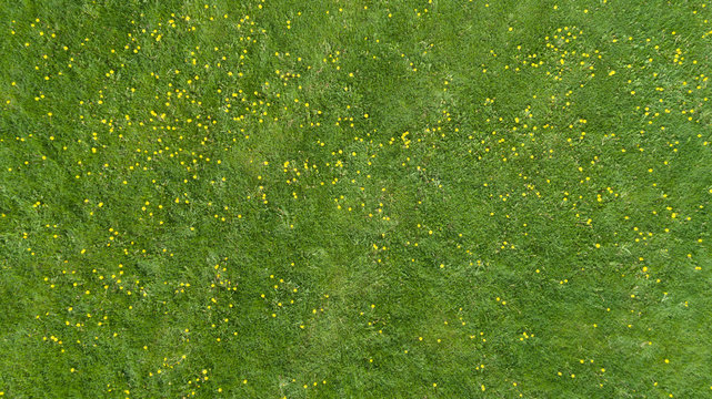 Grass Top View Hd