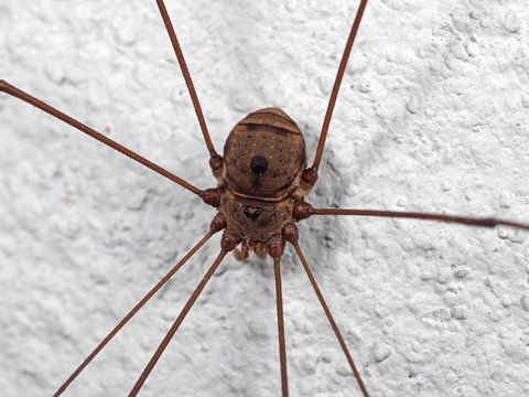 「Opiliones」の画像 - 1,751 件の Stock 写真、ベクターおよびビデオ | Adobe Stock