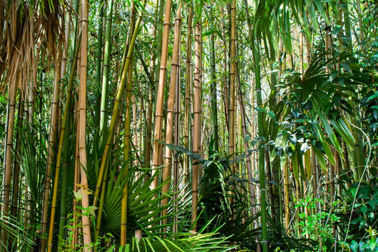 「Bamboo Field」の写真素材 | 23,727件の無料イラスト画像 | Adobe Stock