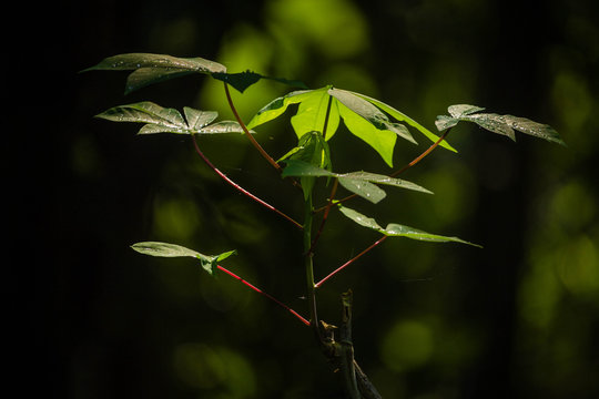 「Maracheeni」の写真素材 | 49件の無料イラスト画像 | Adobe Stock