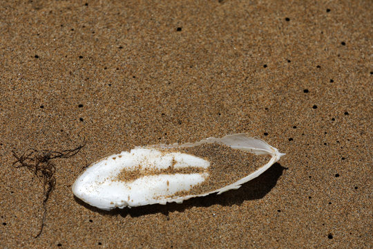 Schulp Images – Browse 24 Stock Photos, Vectors, and Video | Adobe Stock