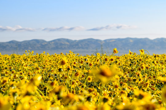 "Super Bloom" Images – Browse 2,544 Stock Photos, Vectors, and Video ...