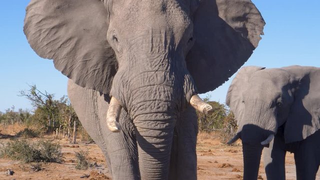 Elepant Bilder – Durchsuchen 215 Archivfotos, Vektorgrafiken und Videos ...