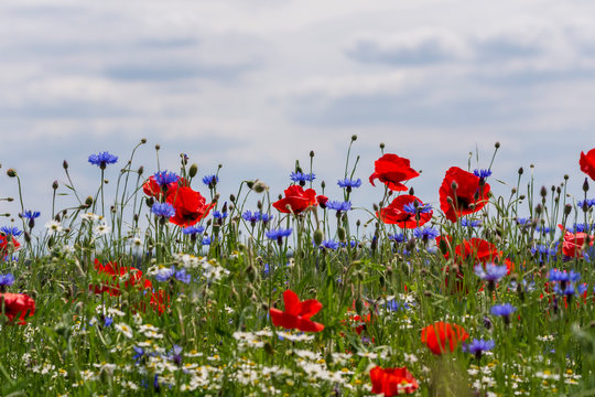 Mohnblumenwiese bilder – Bläddra bland 432 stockfoton, vektorer och ...