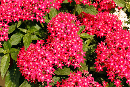 1,758 BEST Pentas IMAGES, STOCK PHOTOS & VECTORS | Adobe Stock