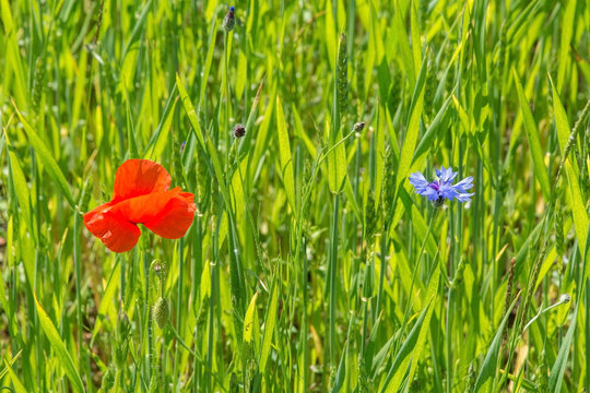 รูปภาพCyani – เลือกดูภาพถ่ายสต็อก เวกเตอร์ และวิดีโอ808 | Adobe Stock