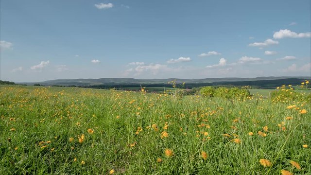 Lowenzahn Images – Browse 40 Stock Photos, Vectors, and Video | Adobe Stock