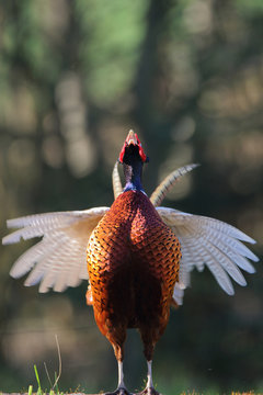 Ringneck Pheasant"」の写真素材 | 14,921件の無料イラスト画像 | Adobe Stock