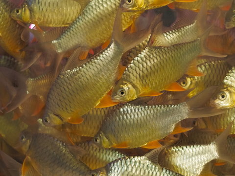 รูปภาพCyprinids – เลือกดูภาพถ่ายสต็อก เวกเตอร์ และวิดีโอ5,483 | Adobe Stock