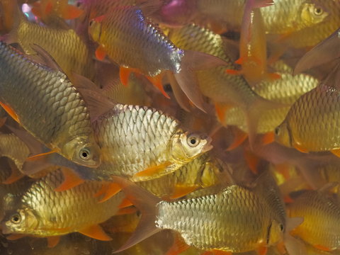 รูปภาพCyprinids – เลือกดูภาพถ่ายสต็อก เวกเตอร์ และวิดีโอ5,483 | Adobe Stock