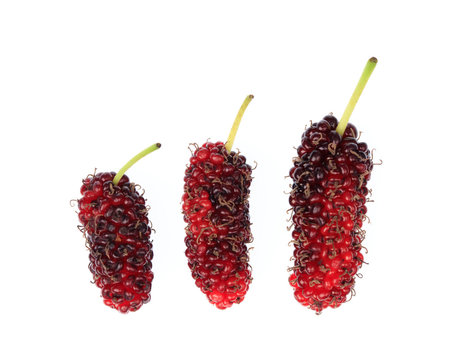 รูปภาพMalberry – เลือกดูภาพถ่ายสต็อก เวกเตอร์ และวิดีโอ156 | Adobe Stock