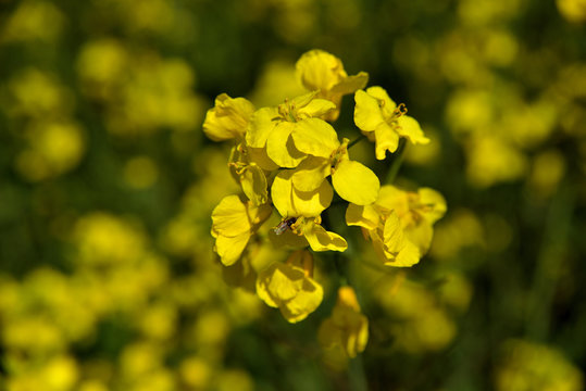 Rapspflanze bilder – Bläddra bland 662 stockfoton, vektorer och videor ...