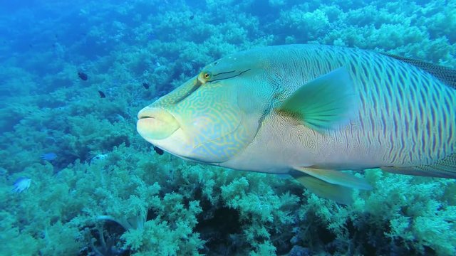 "Napoleon Fish" Images – Browse 5,167 Stock Photos, Vectors, and Video ...