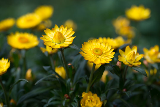 「Strohblumen」の画像 - 518 件の Stock 写真、ベクターおよびビデオ | Adobe Stock