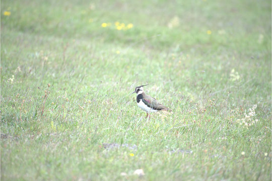 Kibitz Images – Browse 215 Stock Photos, Vectors, and Video | Adobe Stock