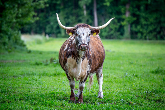 Ochse bilder – Bläddra bland 4,873 stockfoton, vektorer och videor ...