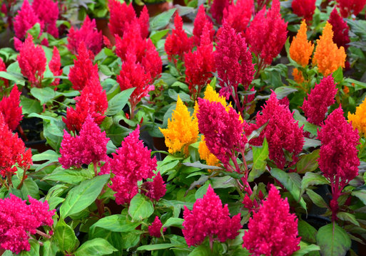 รูปภาพArgentea – เลือกดูภาพถ่ายสต็อก เวกเตอร์ และวิดีโอ7,070 | Adobe Stock