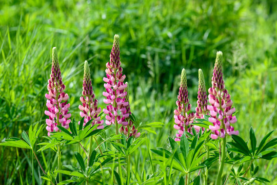 Glose Images – Browse 53 Stock Photos, Vectors, and Video | Adobe Stock