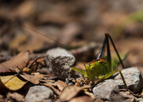 Euarthropoda Bilder – Durchsuchen 285 Archivfotos, Vektorgrafiken und ...