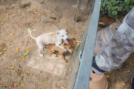 รูปภาพBangkaw – เลือกดูภาพถ่ายสต็อก เวกเตอร์ และวิดีโอ127 | Adobe Stock