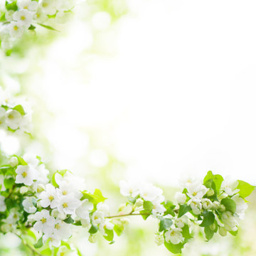Cherry Blossom Corner Border Images – Browse 1,096 Stock Photos ...