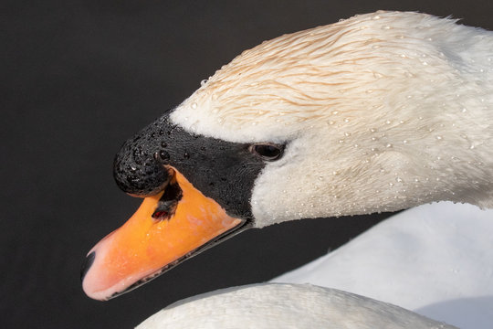 "Swan Head" Images – Browse 568 Stock Photos, Vectors, and Video ...