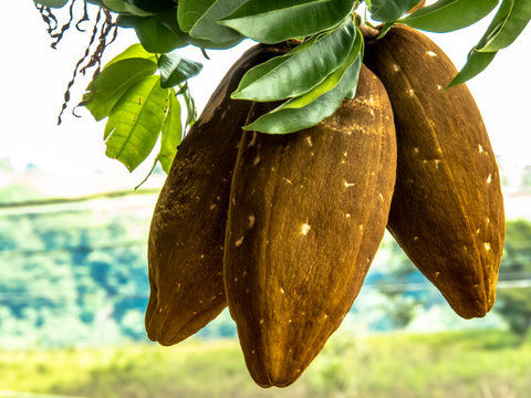 รูปภาพManguba – เลือกดูภาพถ่ายสต็อก เวกเตอร์ และวิดีโอ98 | Adobe Stock