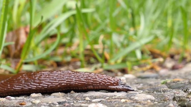 "Large Black Slug" Images – Browse 524 Stock Photos, Vectors, and Video ...