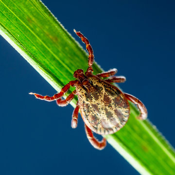 Grasmilbe Bilder – Durchsuchen 3,222 Archivfotos, Vektorgrafiken und ...