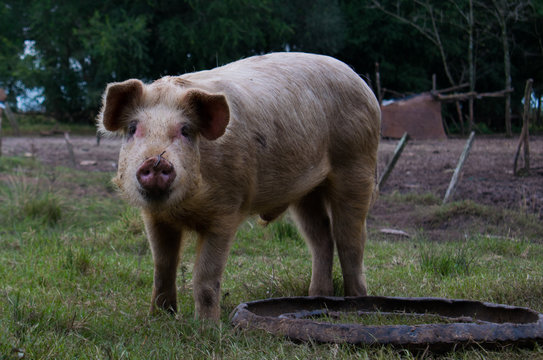 561개의 최고 Cerda 이미지, 스톡 사진 및 벡터 | Adobe Stock
