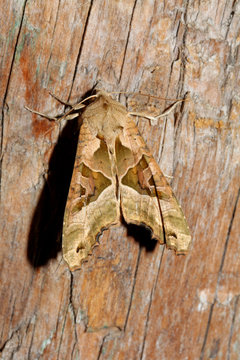 Falena Bilder – Durchsuchen 1,330 Archivfotos, Vektorgrafiken und ...