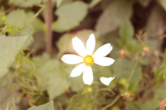 Deshojar Images – Browse 90 Stock Photos, Vectors, and Video | Adobe Stock