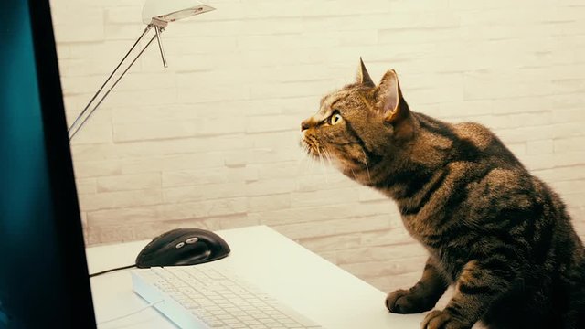 Nerd Cat Images – Browse 3,372 Stock Photos, Vectors, and Video | Adobe ...