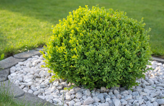 รูปภาพBuchsbaum – เลือกดูภาพถ่ายสต็อก เวกเตอร์ และวิดีโอ2,671 | Adobe Stock