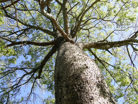 Barriguda Imagens – Procure 130 fotos, vetores e vídeos | Adobe Stock