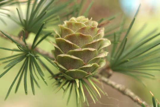 Microstrobilus bilder – Bläddra bland 208 stockfoton, vektorer och ...