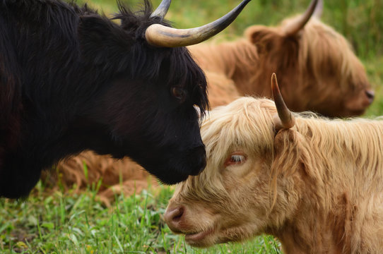 Wildrinder Bilder – Durchsuchen 41,216 Archivfotos, Vektorgrafiken und ...