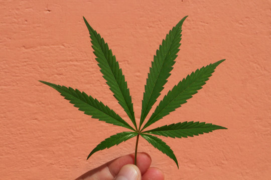 Bhang Bilder – Durchsuchen 889 Archivfotos, Vektorgrafiken und Videos ... Bhang Bilder – Durchsuchen 889 Archivfotos, Vektorgrafiken und Videos ...