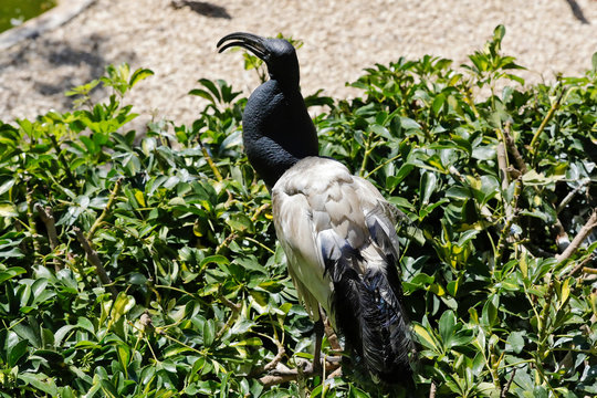 「Aethiopicus」の画像 - 1,449 件の Stock 写真、ベクターおよびビデオ | Adobe Stock