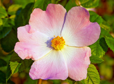 Wild-Brier Images – Browse 378 Stock Photos, Vectors, and Video | Adobe ...