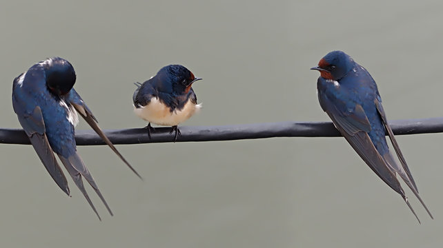 Vogelart bilder – Bläddra bland 6,615 stockfoton, vektorer och videor ...