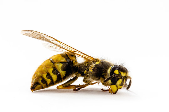 Milbenbefall bilder – Bläddra bland 139 stockfoton, vektorer och videor ...