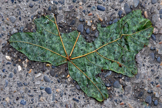 "Torn Leaf" Bilder – Durchsuchen 16 Archivfotos, Vektorgrafiken und ...