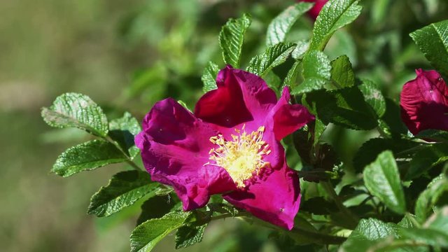 Brier-Rose Bilder – Durchsuchen 78 Archivfotos, Vektorgrafiken und ...