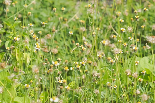 "Tridax Procumbens" Images – Browse 1,479 Stock Photos, Vectors, and ...